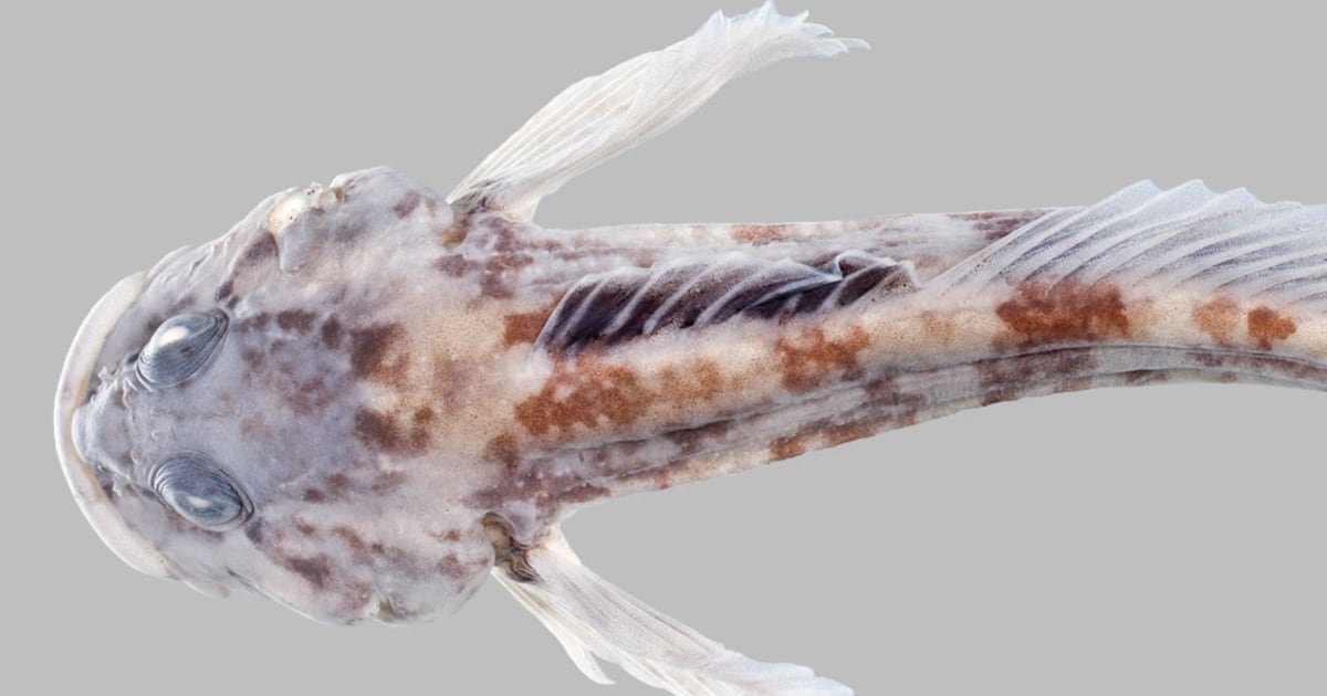 New species of ugly, big-headed fish found in Idaho and Montana