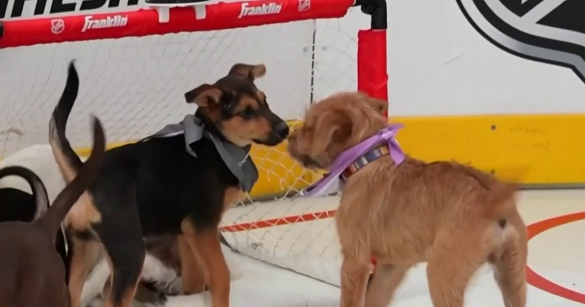 Cachorros rescatados conquistan la pista de hockey y buscan un hogar