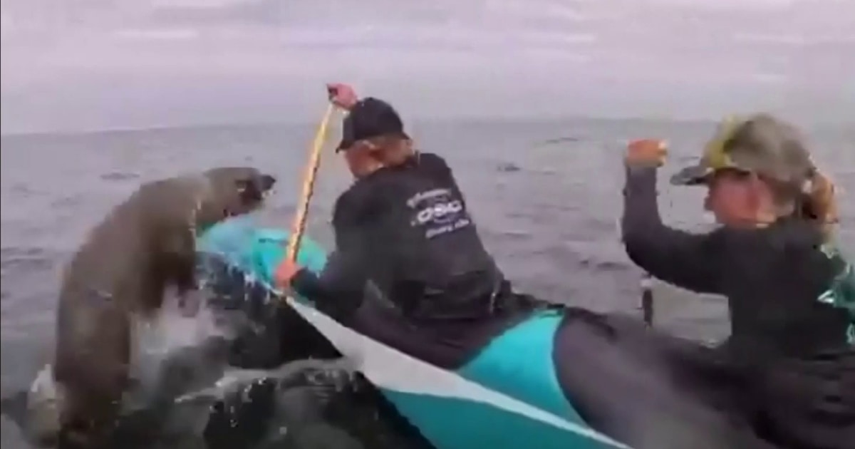 Un león marino salta sobre una canoa y sorprende a sus tripulantes en ...