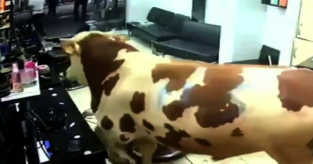 Un toro irrumpe en una barbería y arremete contra el personal en Turquía