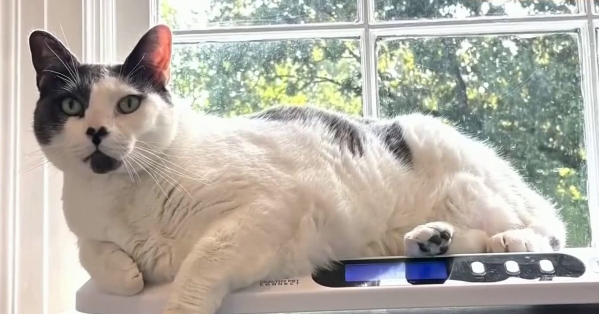 Vea cómo este gato que fue muy famoso por lo que llegó a pesar perdió ...