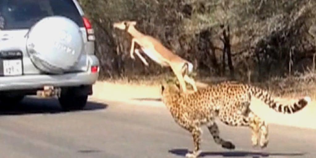 cheetah chasing impala