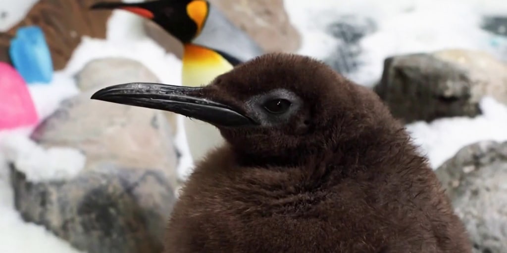 fluffy brown penguin