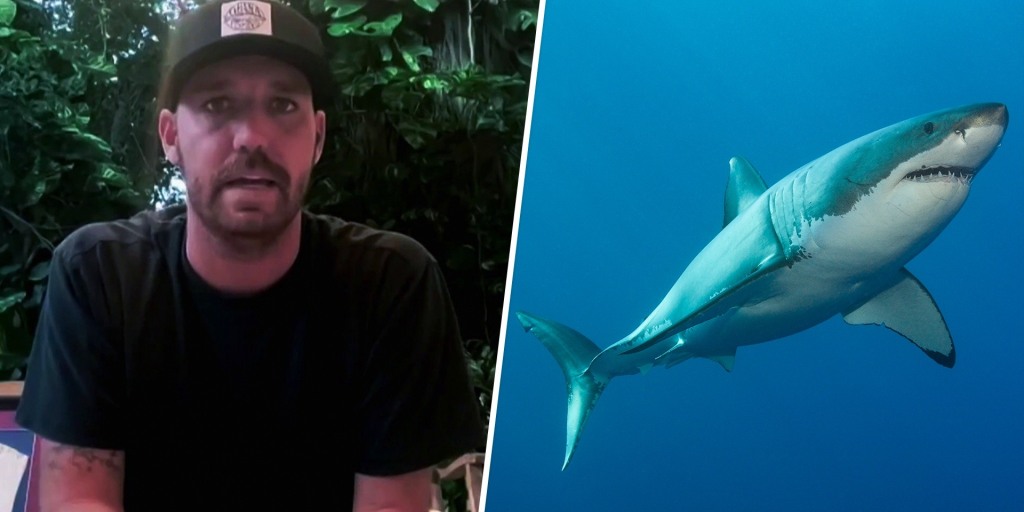 beached shark bites man