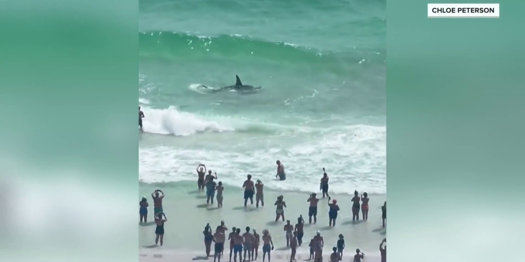 hammerhead shark attacks stingray