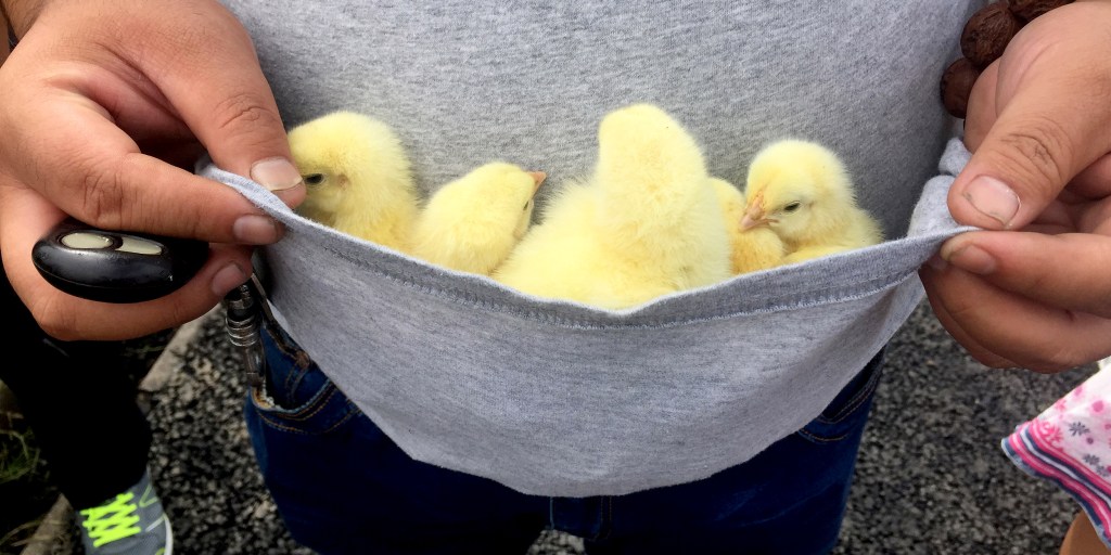 chicks   tooting