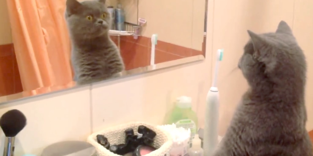 simons cat mirror mirror