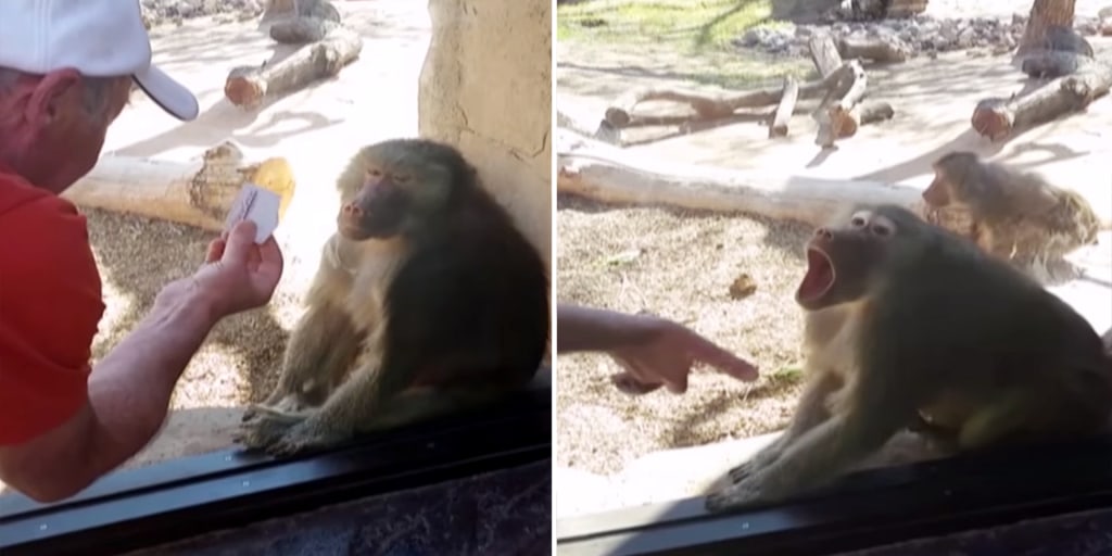 shocked monkey magic trick