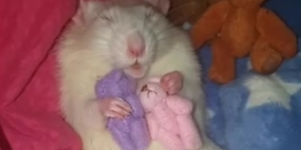 rat with teddy