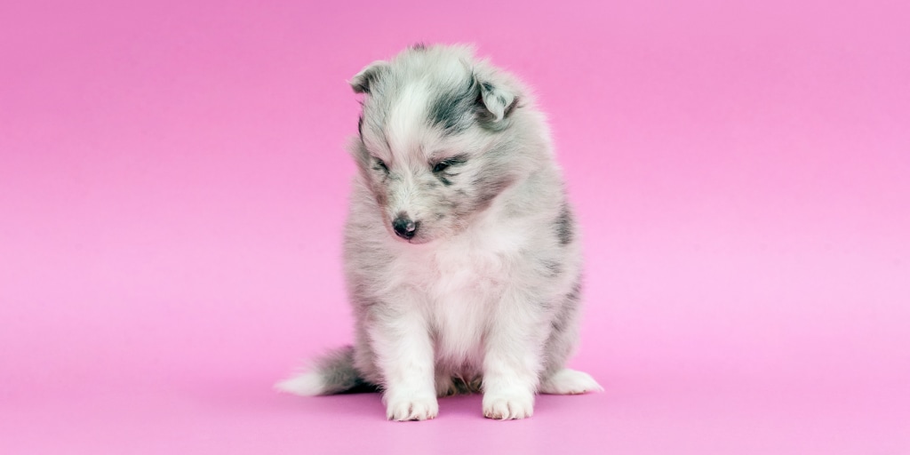 Cute Girl Dog Names For Grey Dogs