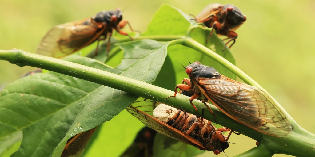 Cicadas 2025 Size