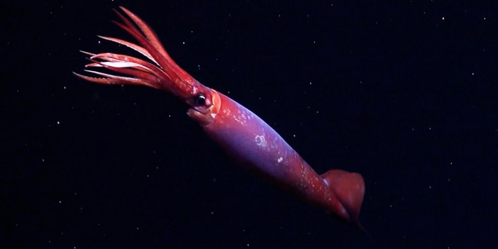 giant red squid