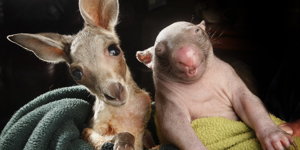 Baby Wombat And Kangaroo Marsupial | San Diego Zoo Animals & Plants