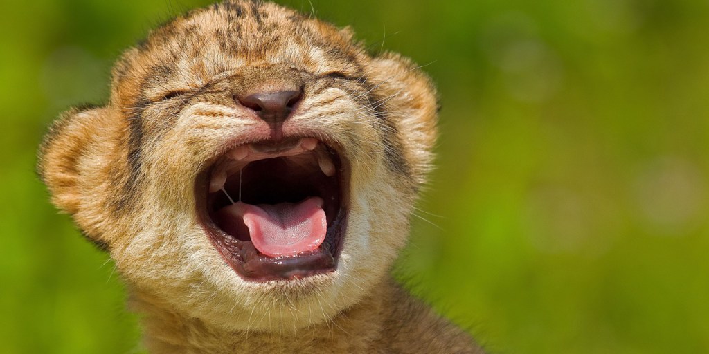 Lion Teeth Size