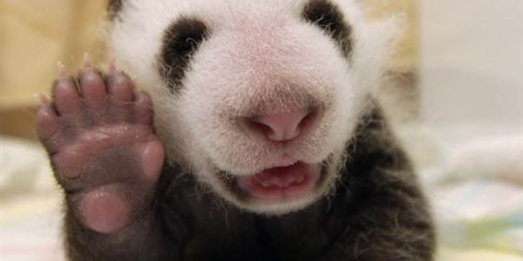 tiny baby panda