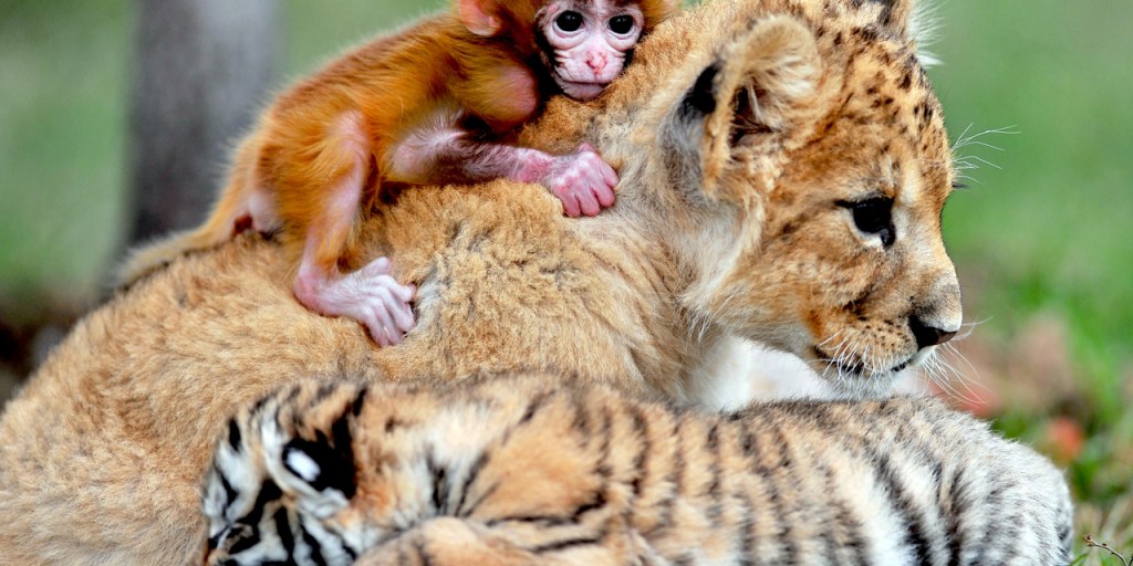 monkey playing with tigers