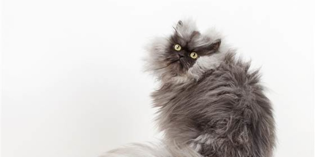 Colonel Meow 36 Colonel Meow Ideas | Cats, Grumpy Cat, Long Haired