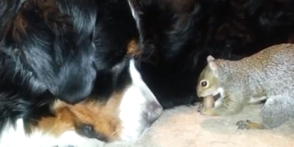 squirrel bite on dog