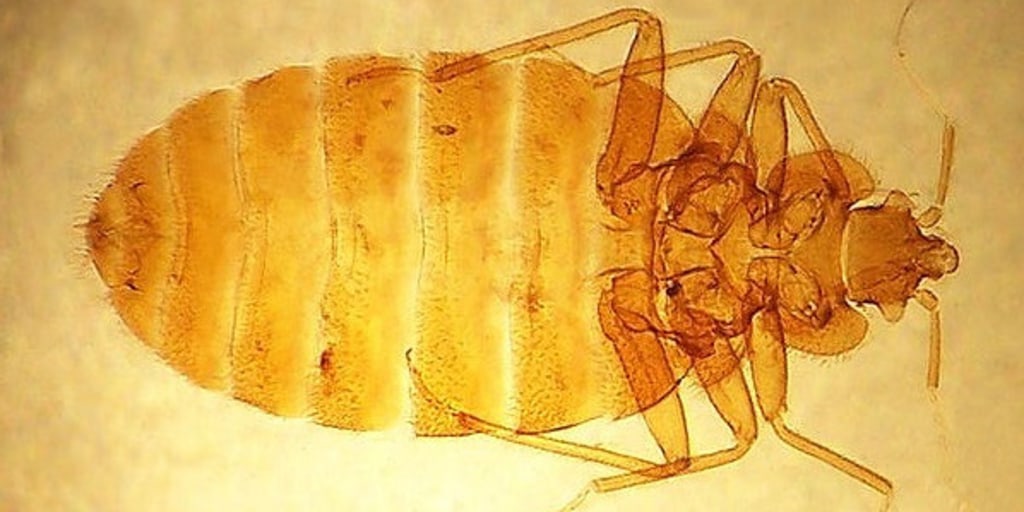 bed under microscope