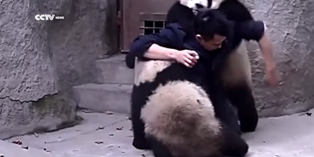 panda attacks zookeeper