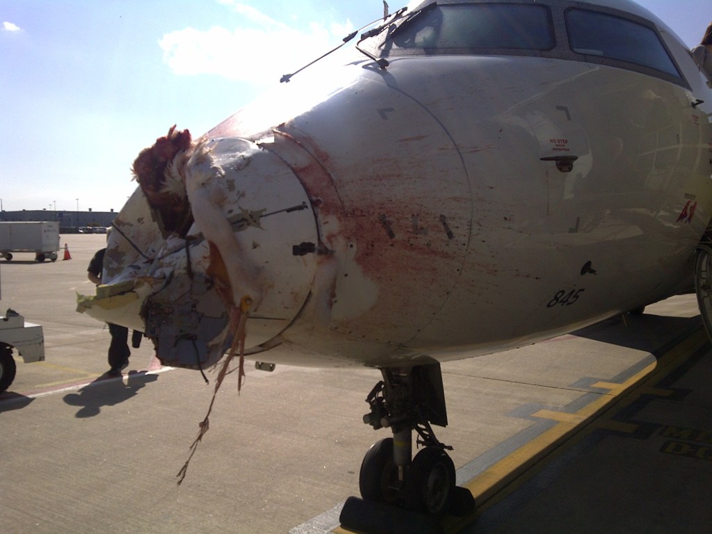 flight bird strike