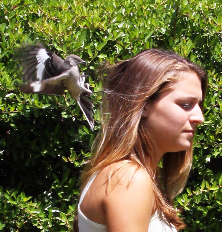 mockingbird nesting habits