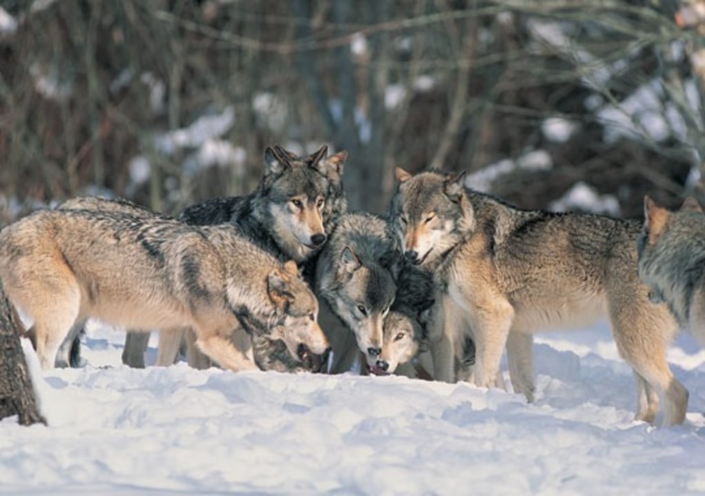why do wolves leave their pack
