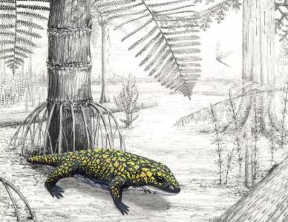 amphibia description