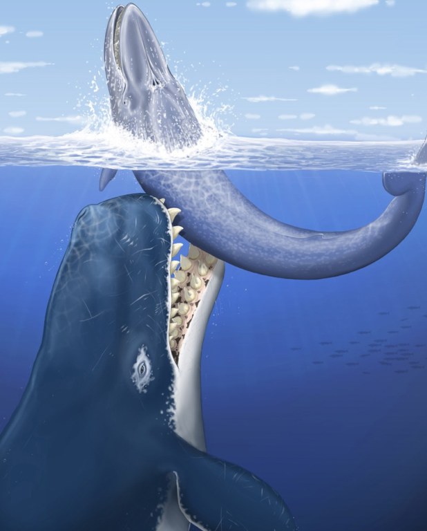 blue whale eating coloring pages