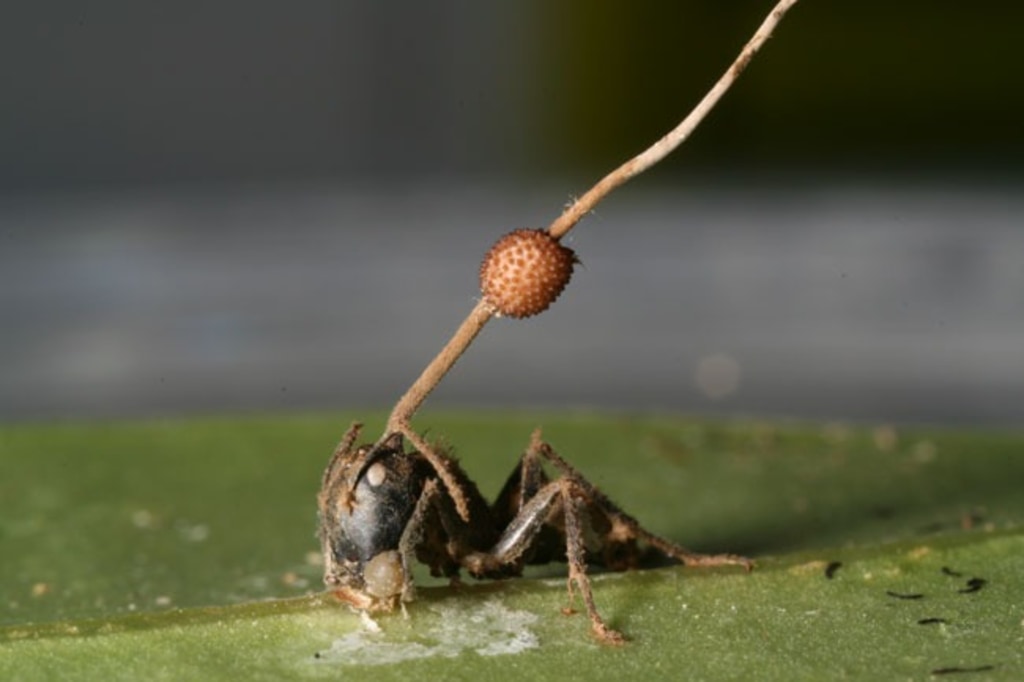Mind Controlling Parasites Fiction How Do People Get Parasitic Brain