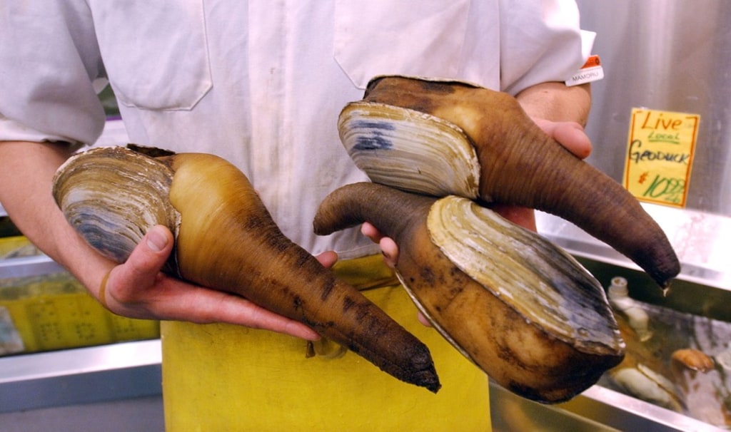 largest geoduck ever