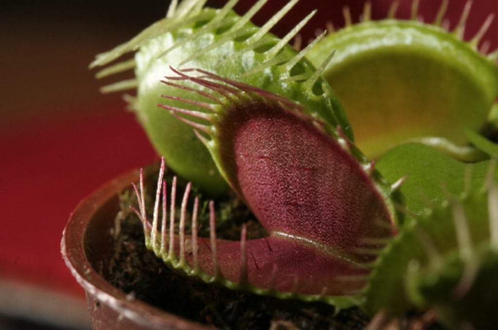 venus fly trap sensitivity