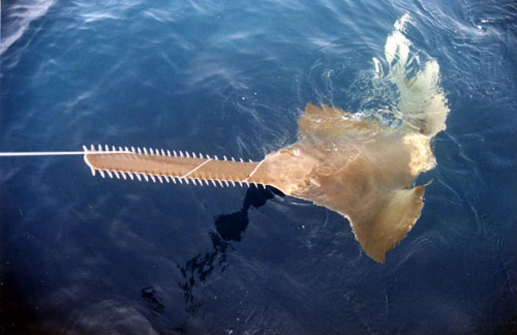 sawfish attack human
