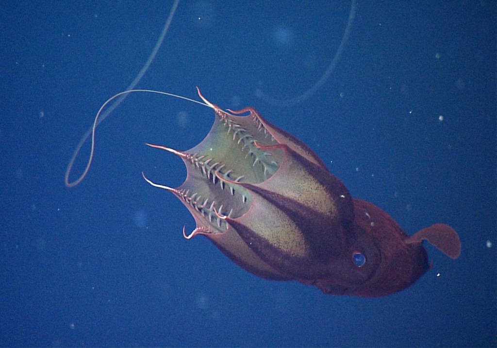 vampire squid attack human