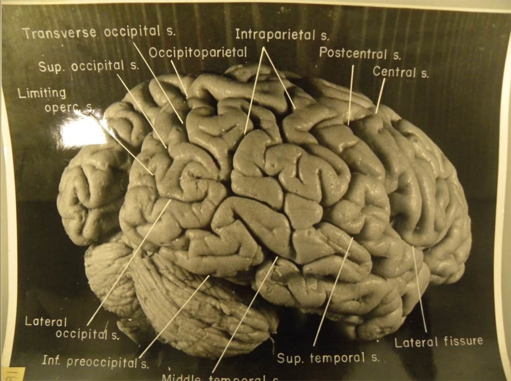 Einstein Brain Vs Normal Brain On Biology The Cerebellum: A New