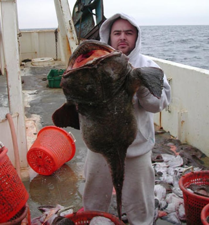 record monkfish
