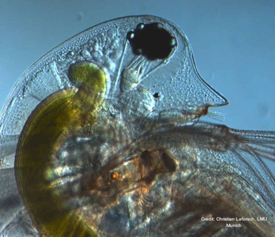 water flea evolution