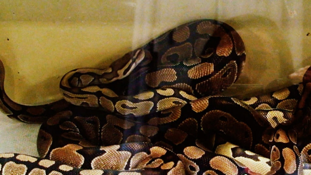 king cobra attack python