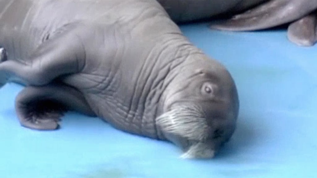 Walrus Crying Baby