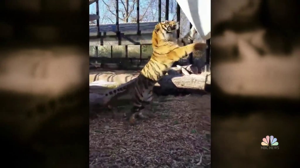 tiger attacks keeper