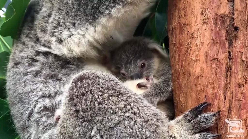 koala bear in pouch