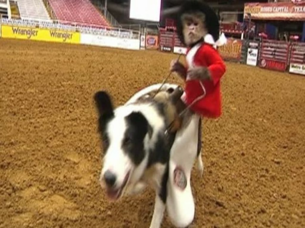 world's smallest cowboy