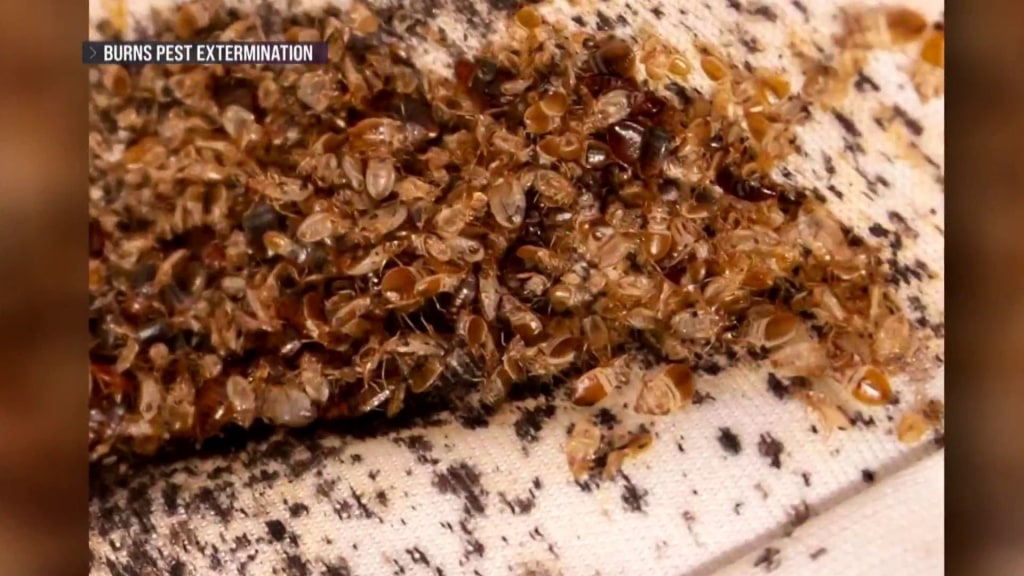 Pest Infestation Problem 9 Of The Worst Pest Infestations We've Ever