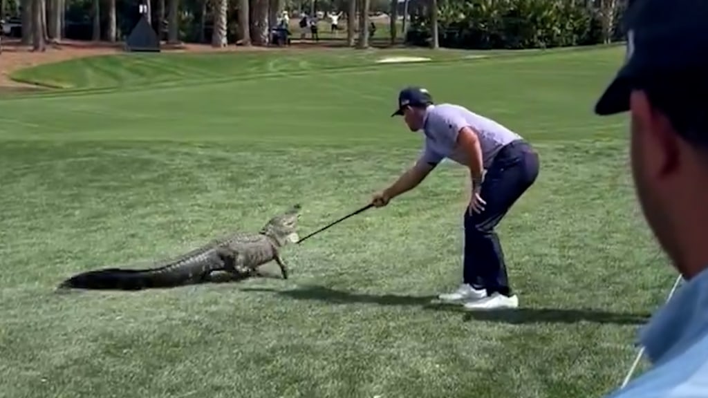 alligator eats golfer