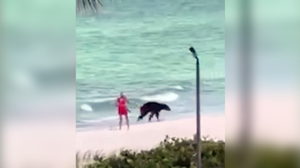 florida bear attack naples