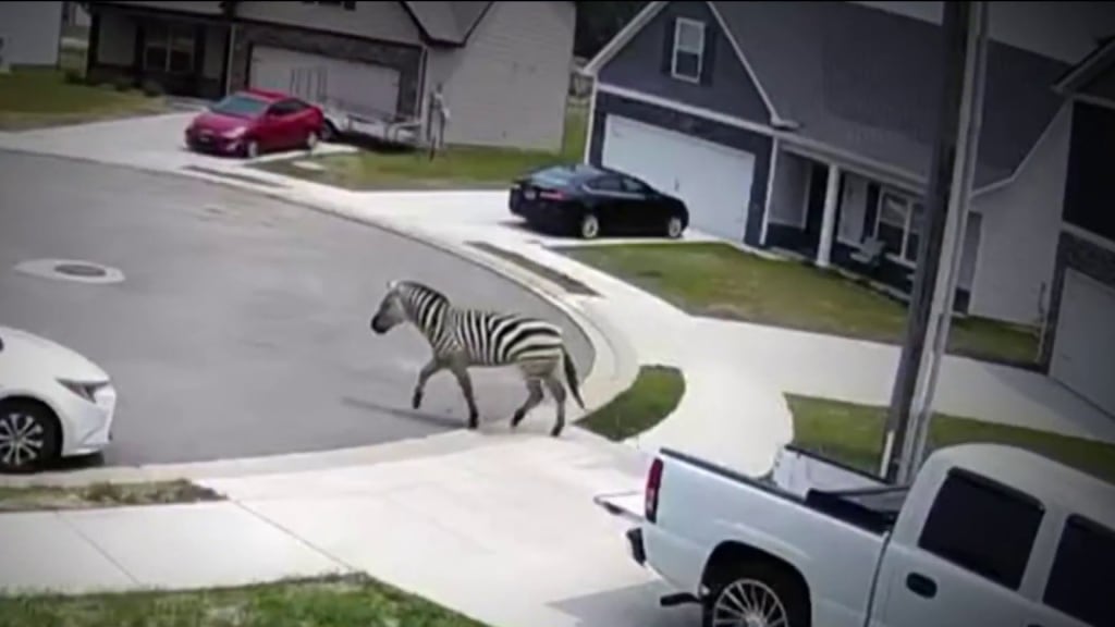 zebra loose