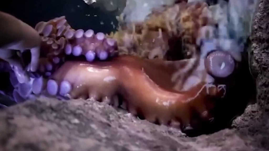 giant octopus attacks boy