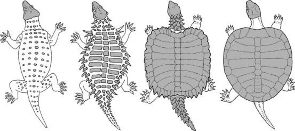 turtles evolution timeline