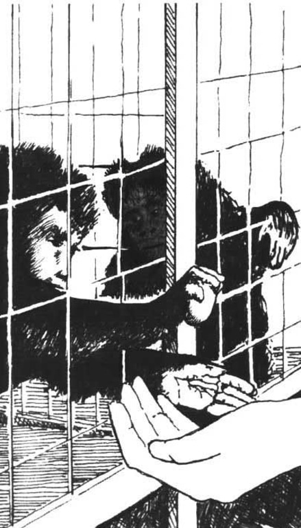 two monkeys inequality