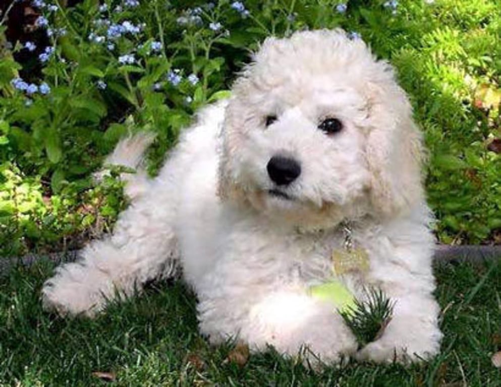 Cachorro Labradoodle Blanco White Labradoodle: What Makes This Color